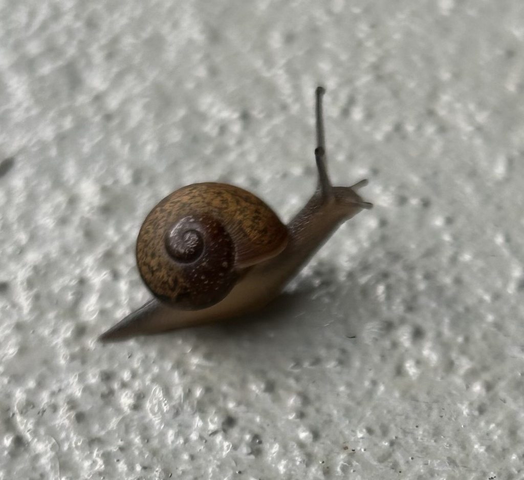 Cuban Brown Snail from Avalon Heights Blvd, Tampa, FL, US on September ...