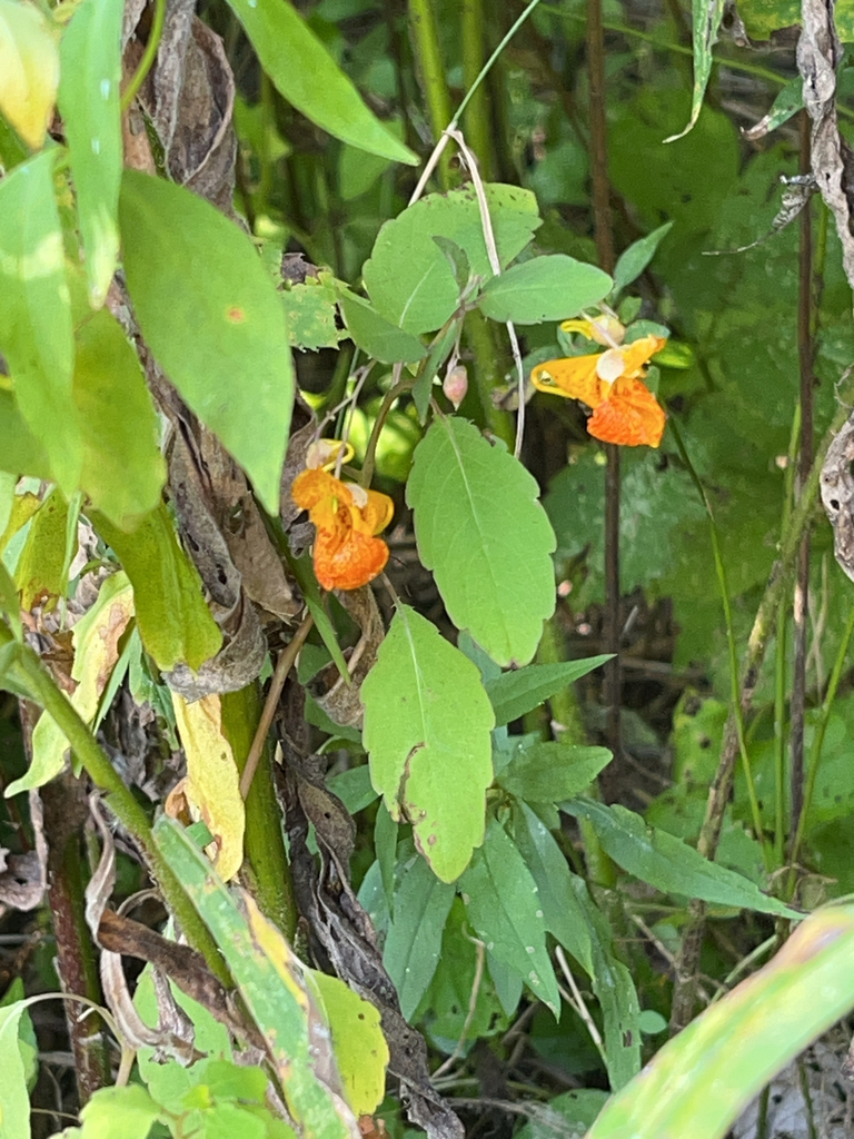 common jewelweed from Fryeburg on September 12, 2024 at 02:10 PM by ...