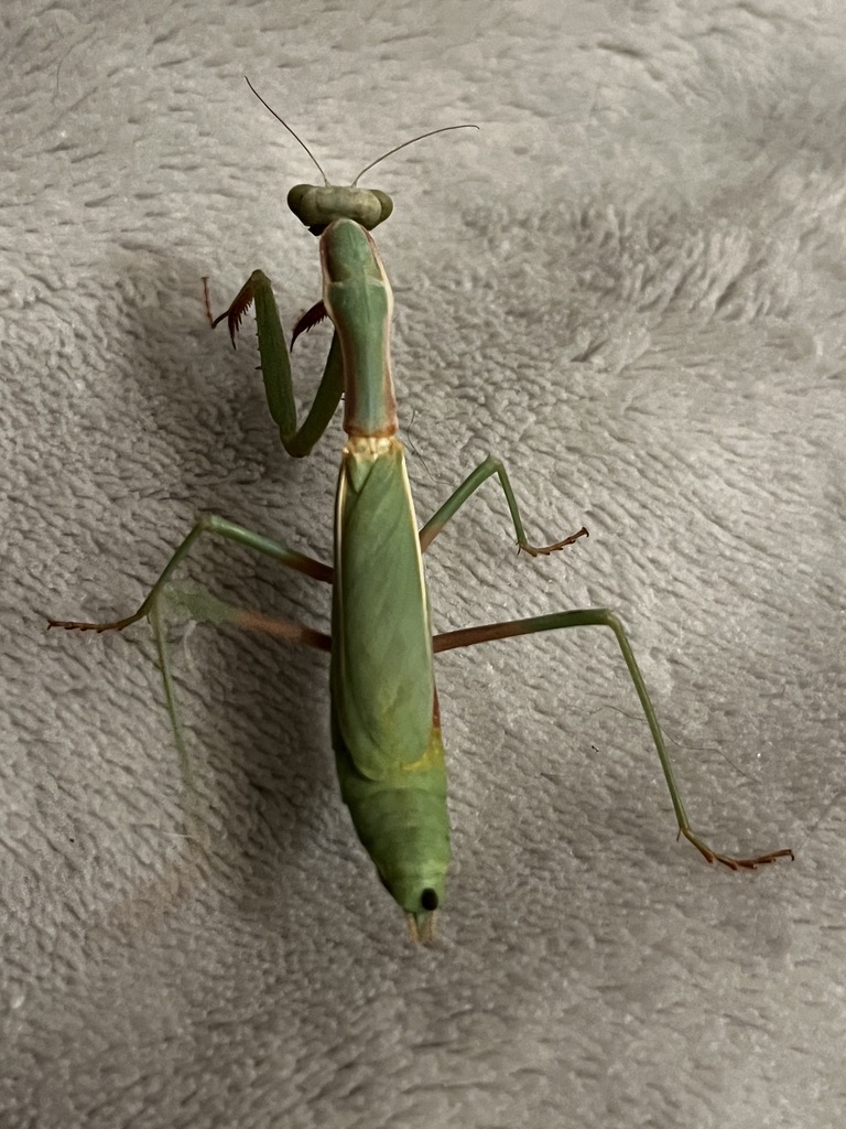 Mediterranean Mantis from West University, Tucson, AZ, USA on September ...