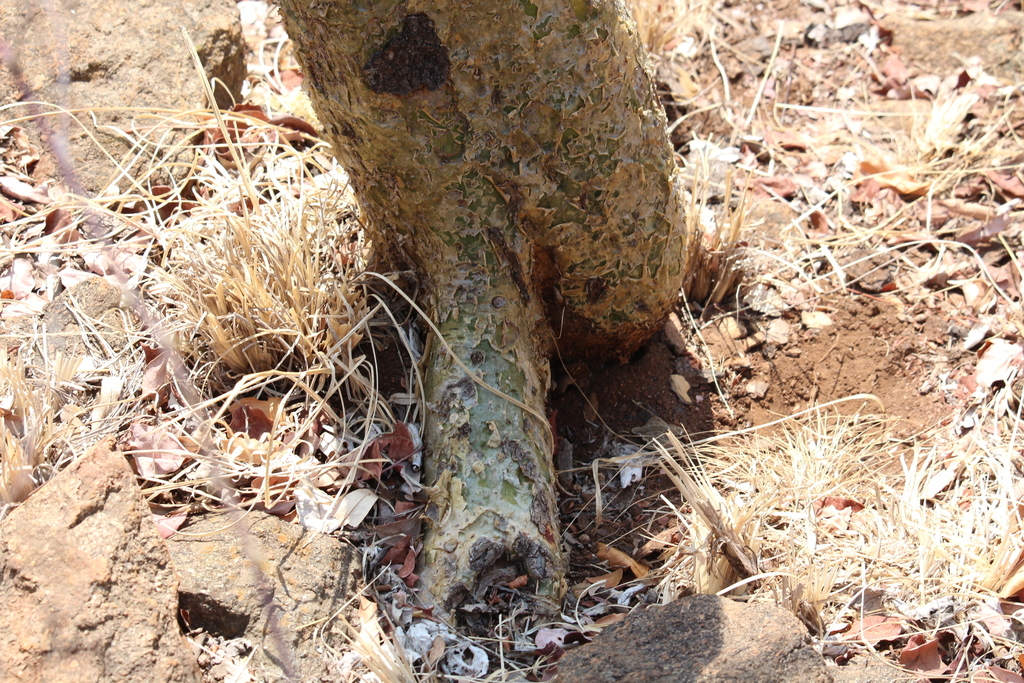 Tall Common Corkwood from Bojanala Platinum District, South Africa on ...
