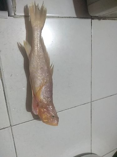 Genus Nebris · iNaturalist