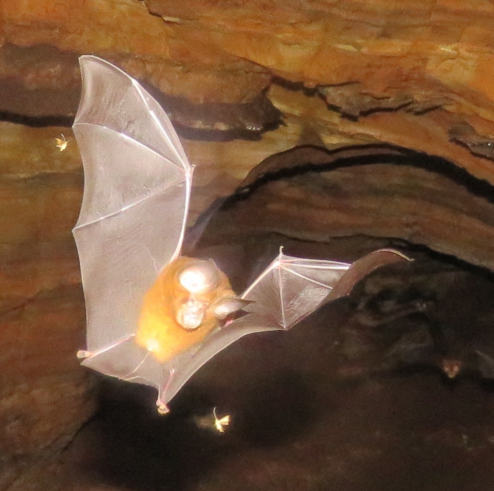 Adam's horseshoe bat from Grotte Moungueke, Lastoursville, Gabon on ...