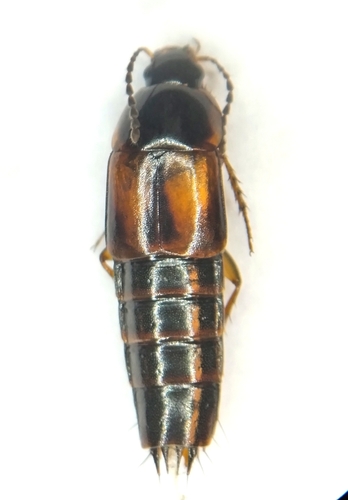 Tachinus marginatus · iNaturalist Mexico