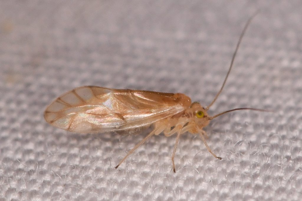 Psocomorpha from Ridgewood, CA 95503, USA on September 9, 2024 at 09:45 ...