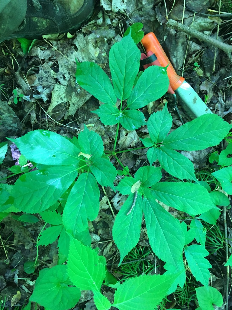 American ginseng in May 2019 by Bonnie Isaac · iNaturalist