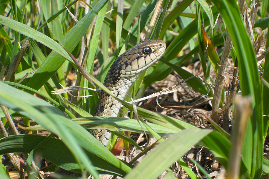 Western Terrestrial Garter Snake from Niwot, Colorado on May 03, 2008 ...