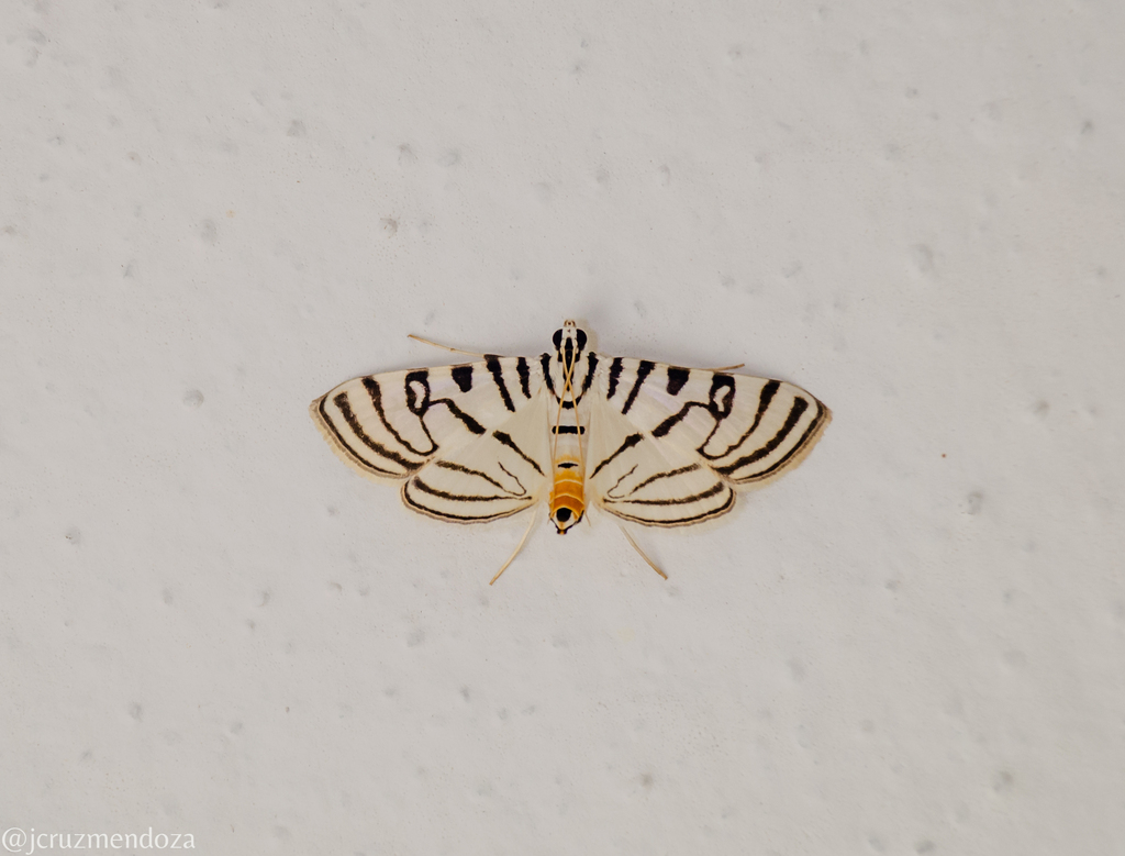Zebra Conchylodes Moth from Mérida, Yuc., México on August 13, 2024 at ...