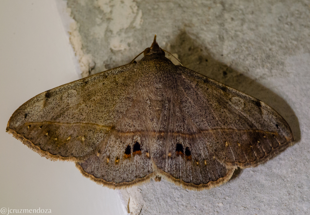 Velvetbean Caterpillar Moth from Mérida, Yuc., México on August 14 ...