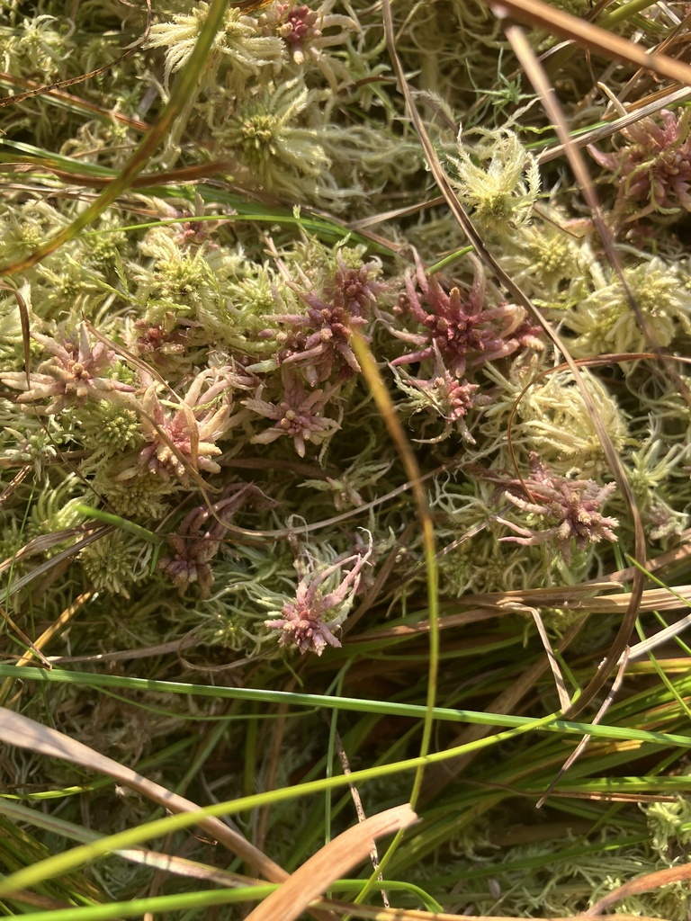 Divine Bogmoss from Ishpeming, MI, US on September 12, 2024 at 01:36 PM ...