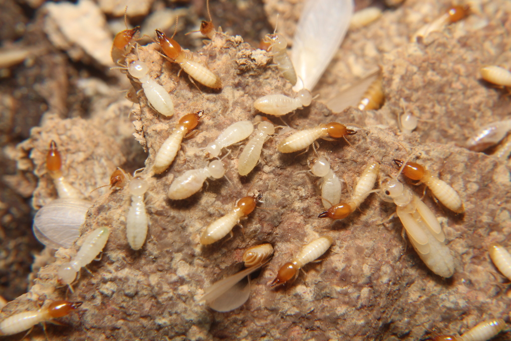 Asian subterranean termite (Cockroaches and Termites of the United ...