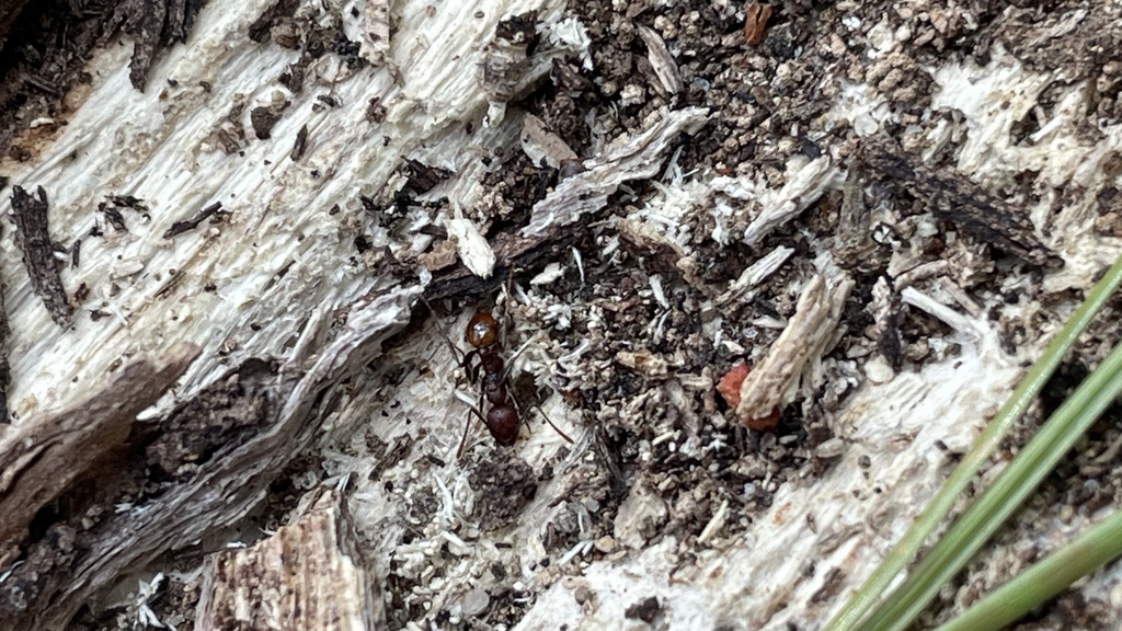 Tennessee Collared Ant from Stockton University, Galloway, NJ, US on ...
