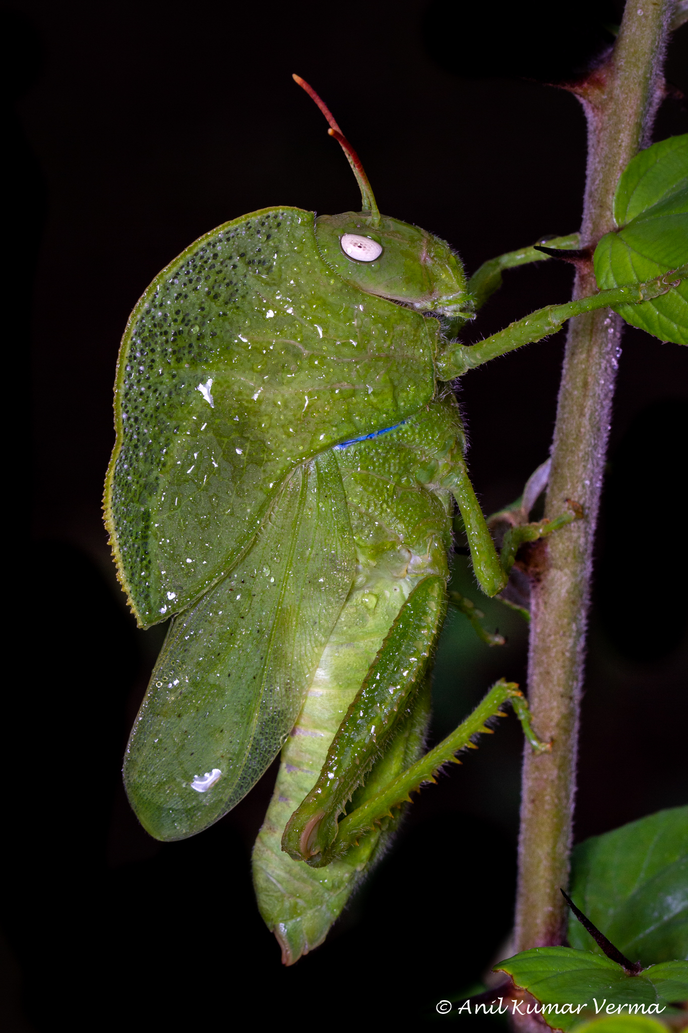 Teratodes monticollis (Gray, 1832)
