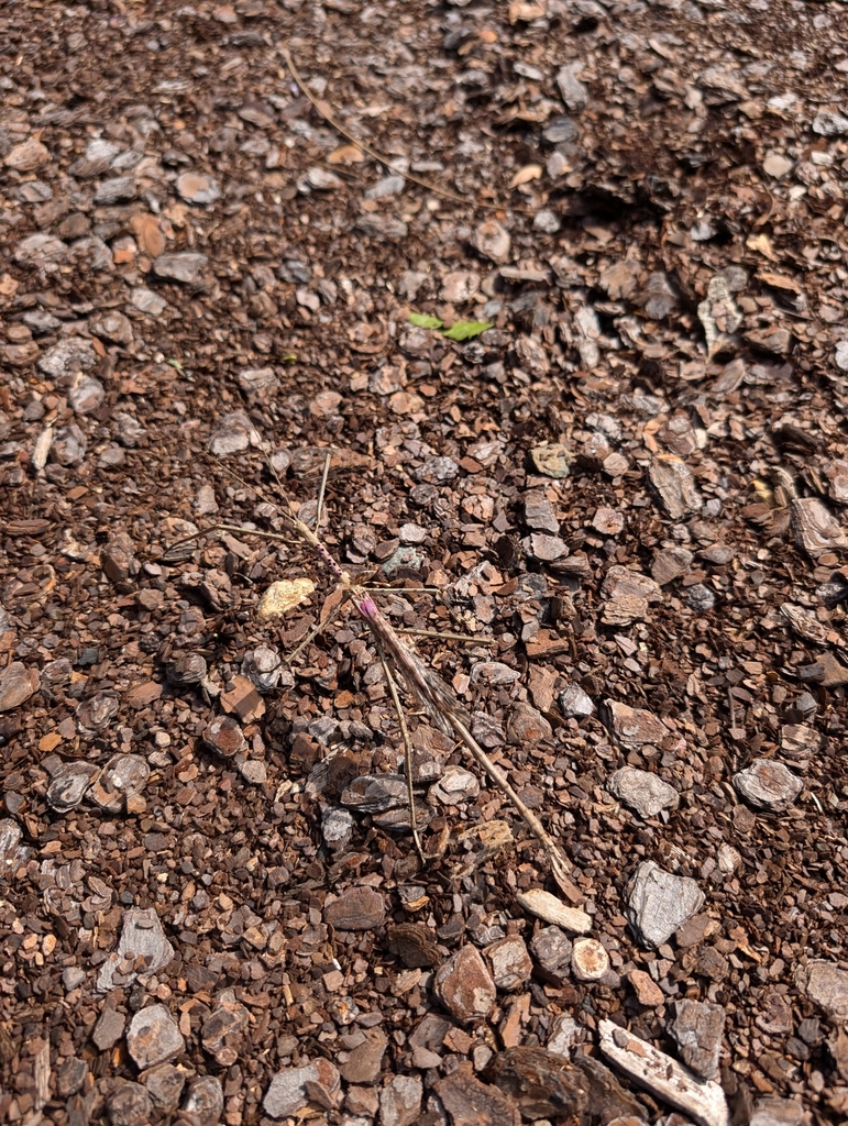 Titan Stick Insect in September 2024 by Kayle Sawyer. Beautiful purple ...