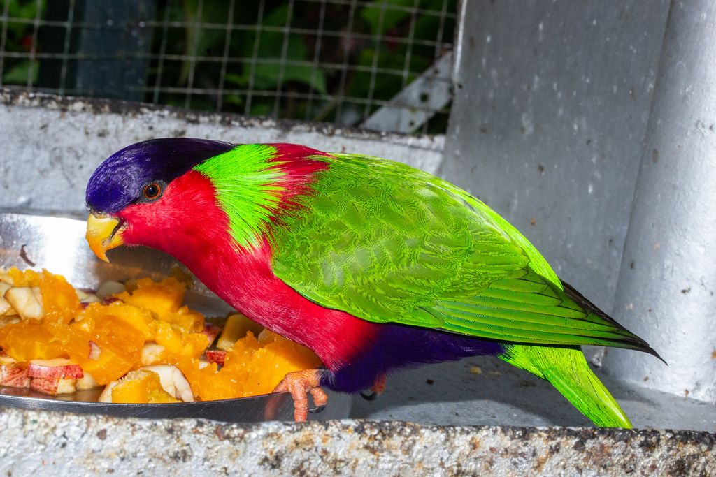 Collared Lory from Korotogo, Fiji on September 6, 2024 at 02:41 PM by Carey-Knox-Southern-Scales ...