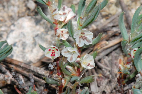 Shasta knotweed ((Most) Wildflowers of Sagehen Creek Basin, CA ...