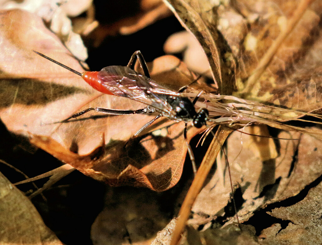 Cryptus albitarsis from Bays Mtn. Park, TN, USA on September 08, 2024 ...