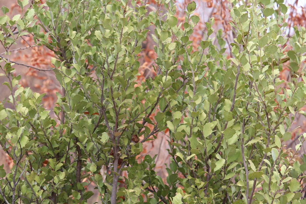 Koko Tree from Bojanala Platinum District, South Africa on September 12 ...