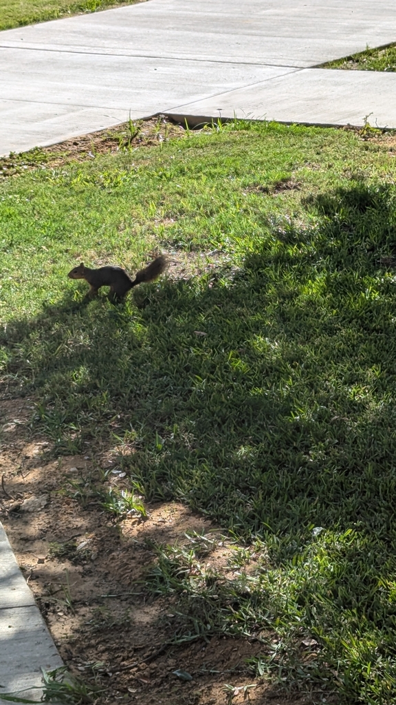 Eastern Fox Squirrel from Denton, TX 76203, USA on September 12, 2024 ...