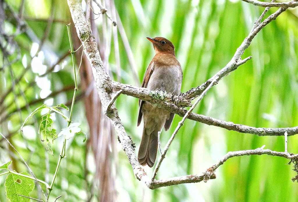 Rufous-brown Solitaire from Santa Teresa - ES, Brasil on August 16 ...
