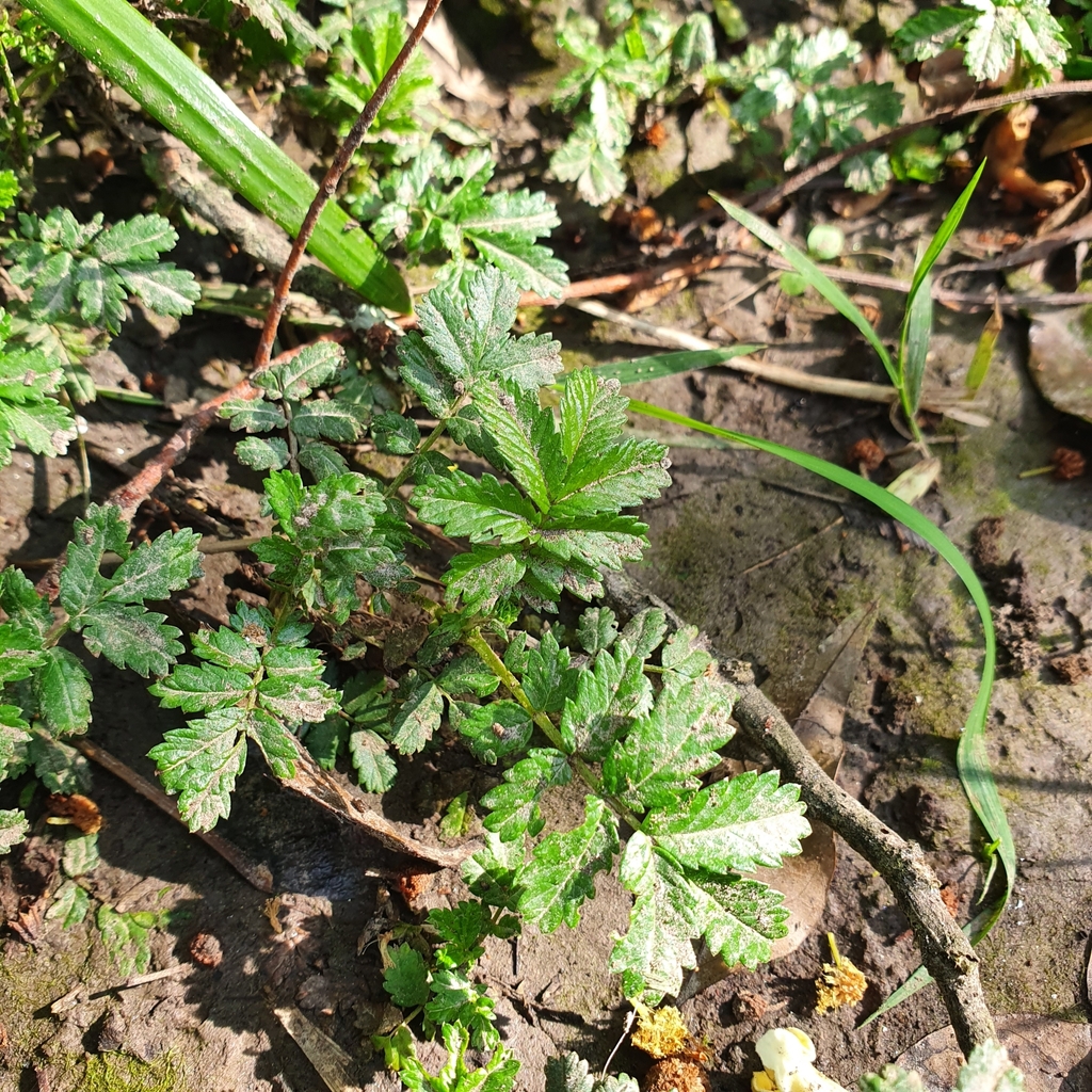 Biddy-biddy from Belgrave VIC 3160, Australia on September 12, 2024 at ...