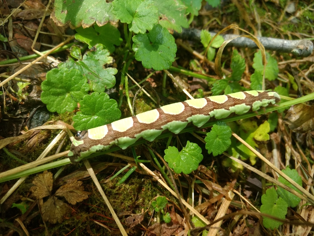 Abbott's Sphinx from Seneca Ridge Trail at Black Rock Mill, Great ...