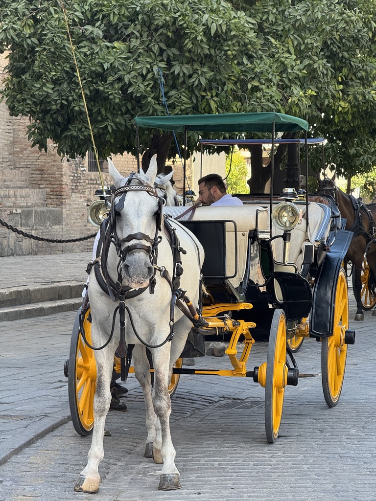 Domestic Horse from La Giralda, Seville, Sevilla, ES on September 12 ...