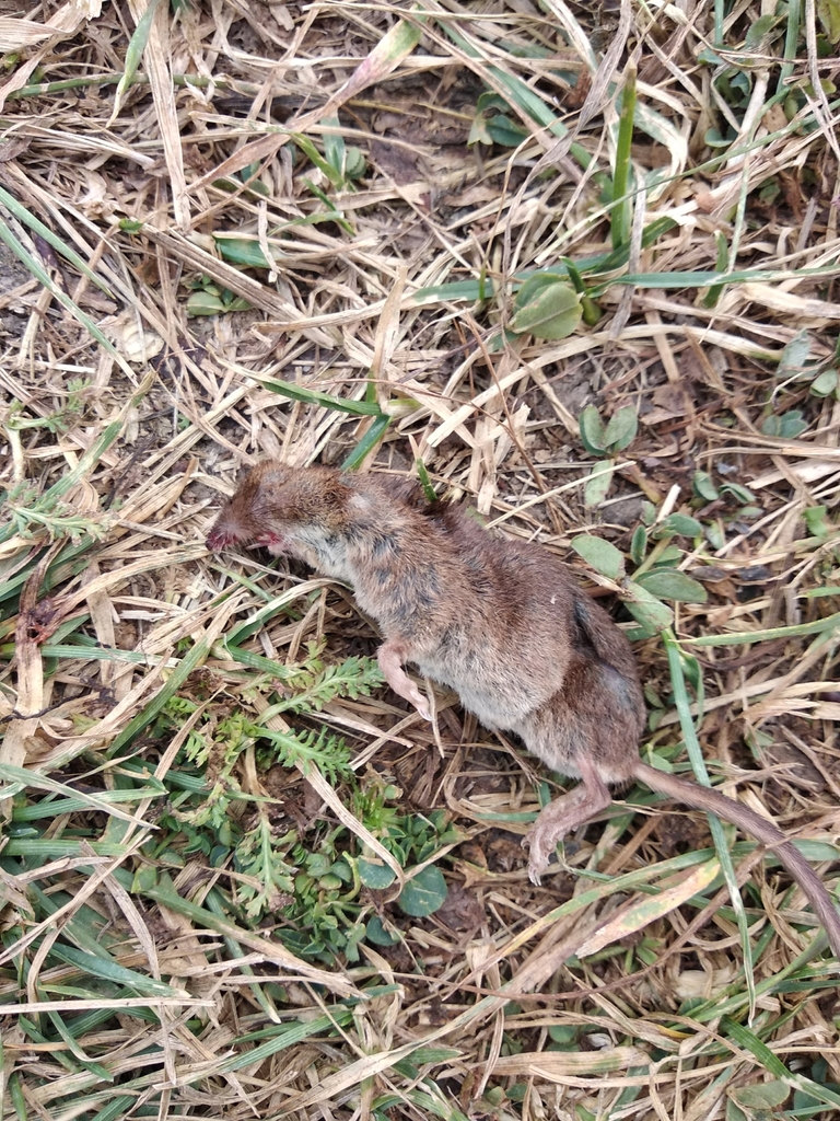 Eurasian Pygmy Shrew from Zdolbuniv, Rivnens'kyi district, Rivne region ...