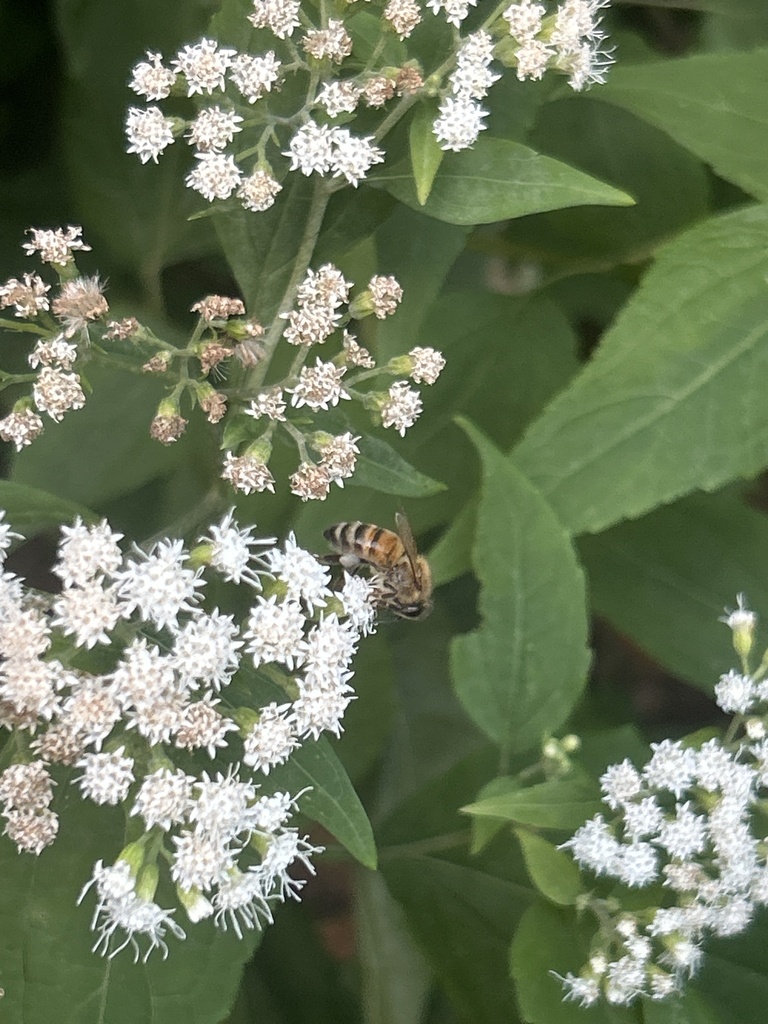 Western Honey Bee from Mount Royal Park, Montréal, QC, CA on September ...