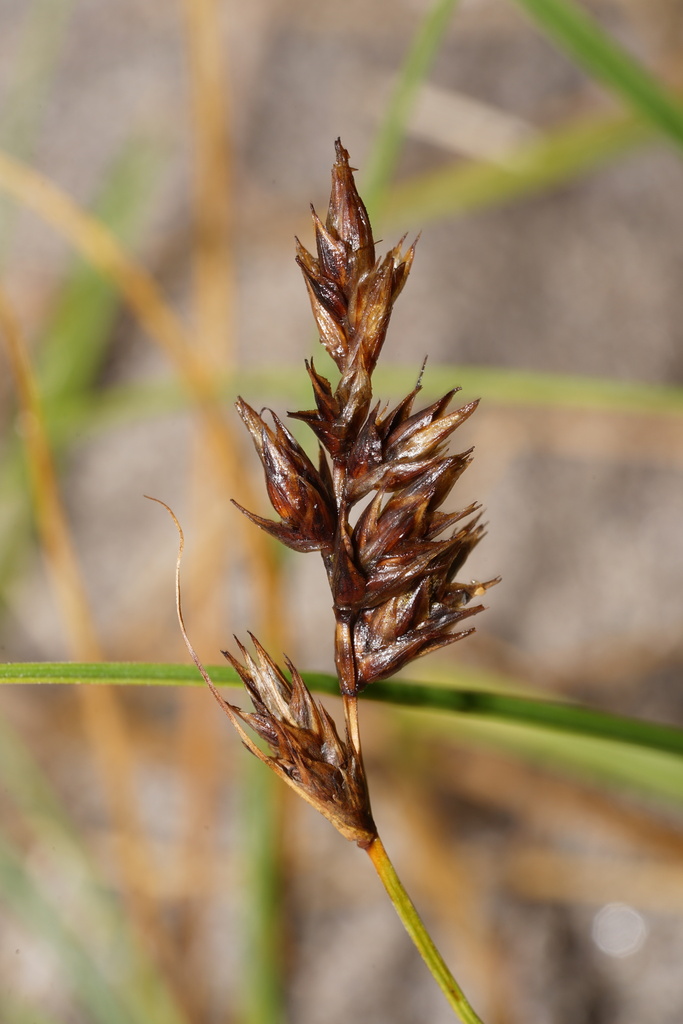 sand sedge from Sauvie Island, Portland, OR, US on September 12, 2024 ...