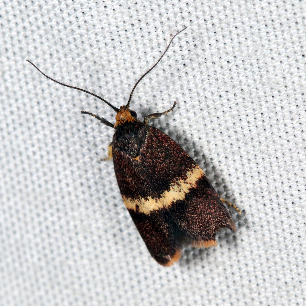 Concealer Moths from Big Desert VIC 3490, Australia on September 10 ...