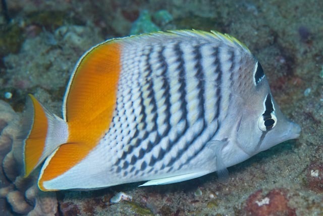 Seychelles Butterflyfish (Chaetodon madagaskariensis) - Marine Life ...