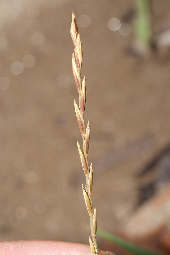 streambank wheatgrass from Sauvie Island, Portland, OR, US on September ...