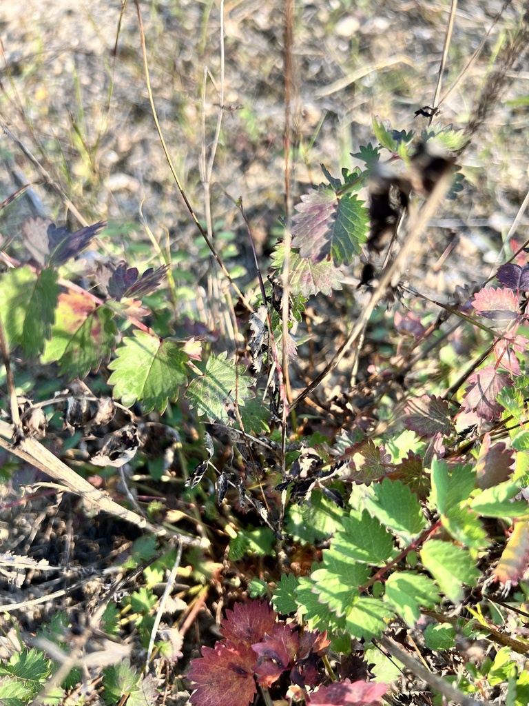 Salad Burnet from Sauble Falls Pky, South Bruce Peninsula, ON, CA on ...