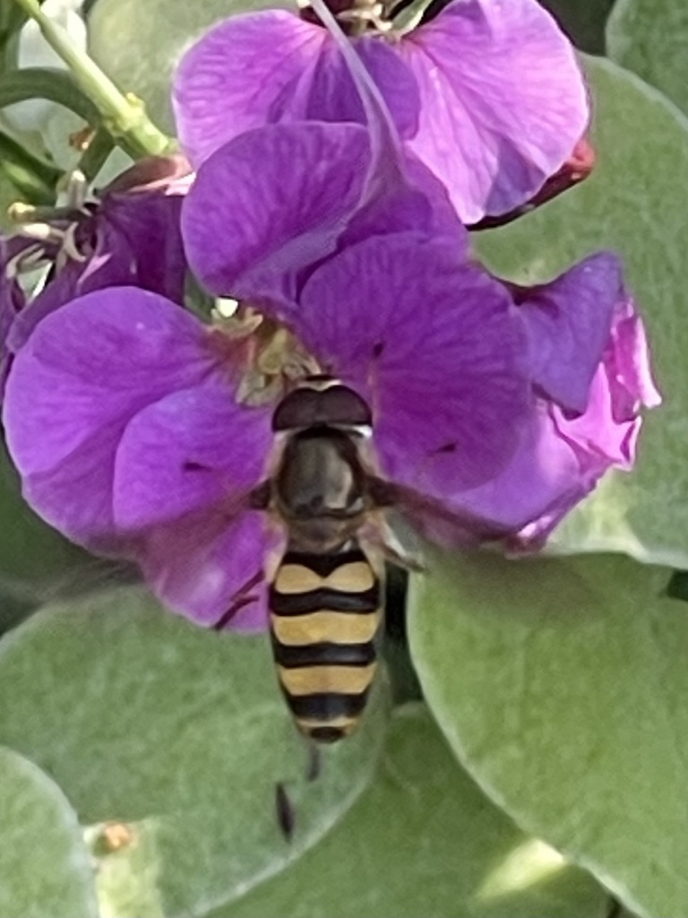 Eupeodes confrater from Clarood Cr, Chelsea Heights, VIC, AU on ...