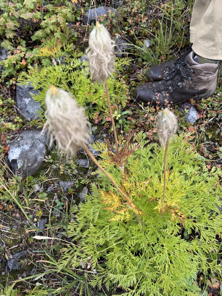 white pasqueflower from Okanogan - Wenatchee National Forest, Loomis ...