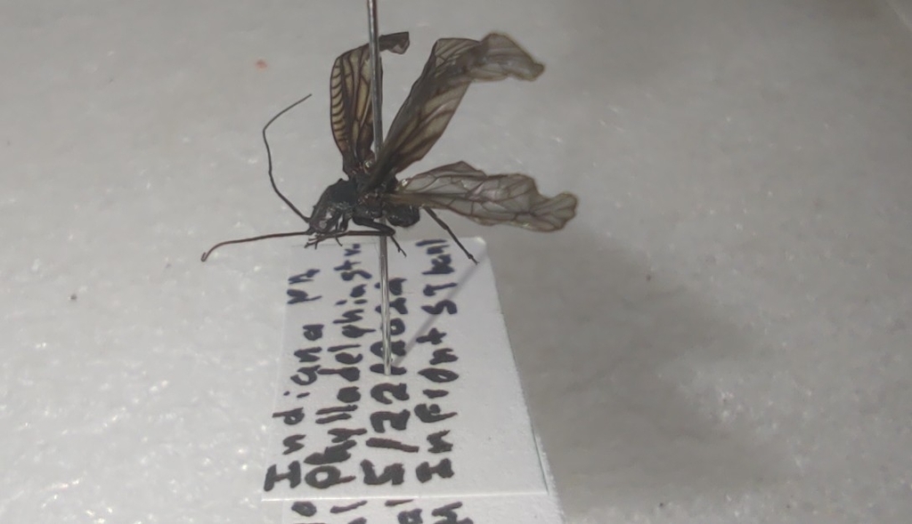 Sialis infumata from Indiana, PA, USA on May 22, 2024 at 04:10 PM by ...