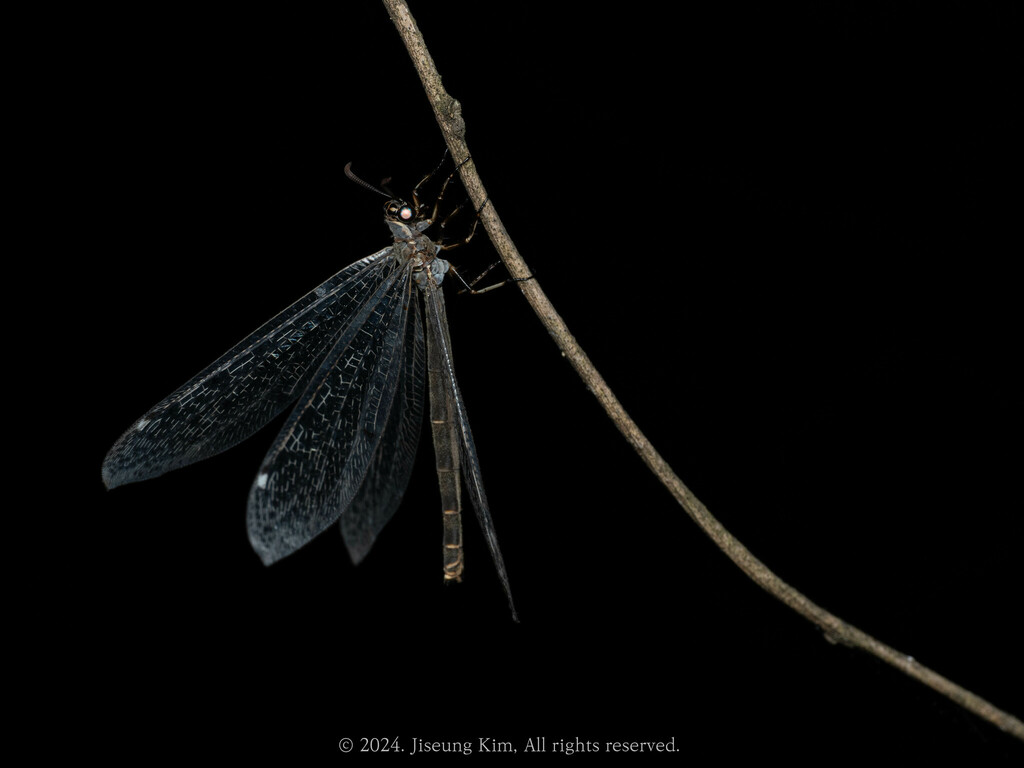 Euroleon coreanus from 대한민국 충청북도 제천시 수산면 on July 30, 2024 at 09:53 PM ...