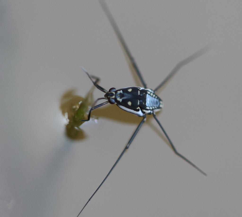 Trepobates subnitidus from Dauphin County, PA, USA on September 12 ...