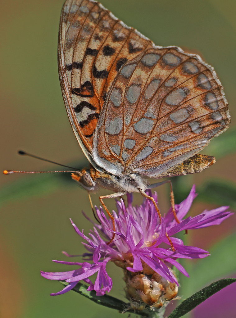 Coronis Fritillary from Chelan County, WA, USA on September 5, 2024 at ...