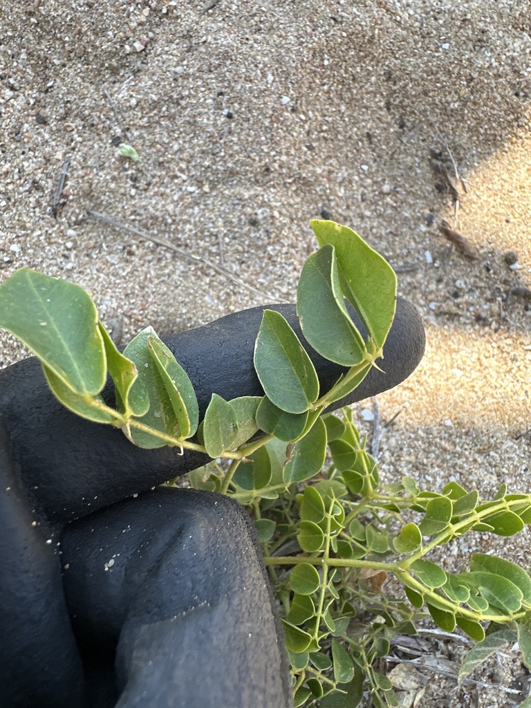 Nickernut from Rowes Bay, Rowes Bay, QLD, AU on September 13, 2024 at ...