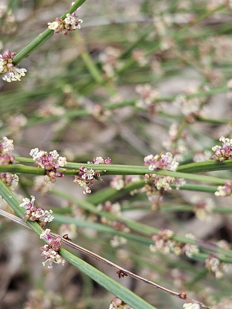 Broom Spurge from Tyabb VIC 3913, Australia on September 13, 2024 at 10 ...
