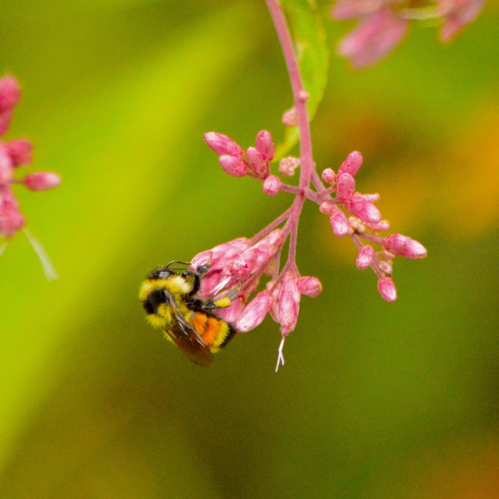 Tricolored Bumble Bee in September 2024 by kenhatch · iNaturalist