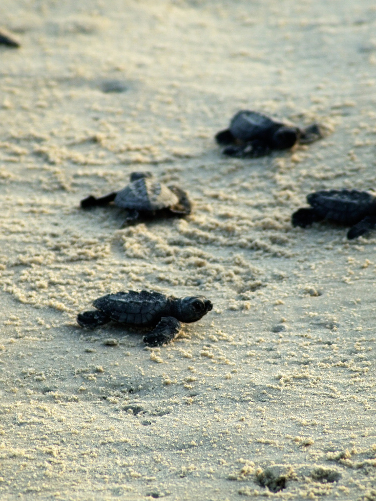 Kemp's Ridley Sea Turtle (Reptiles of Citrus County) · iNaturalist
