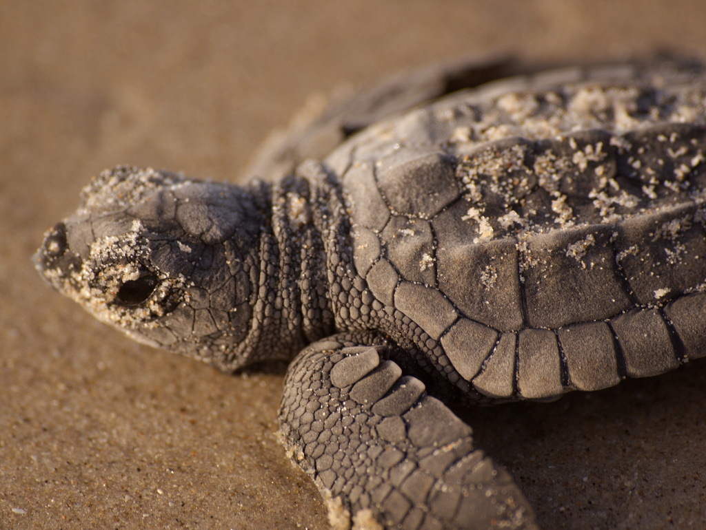 Kemp's Ridley Sea Turtle (Reptiles of Citrus County) · iNaturalist