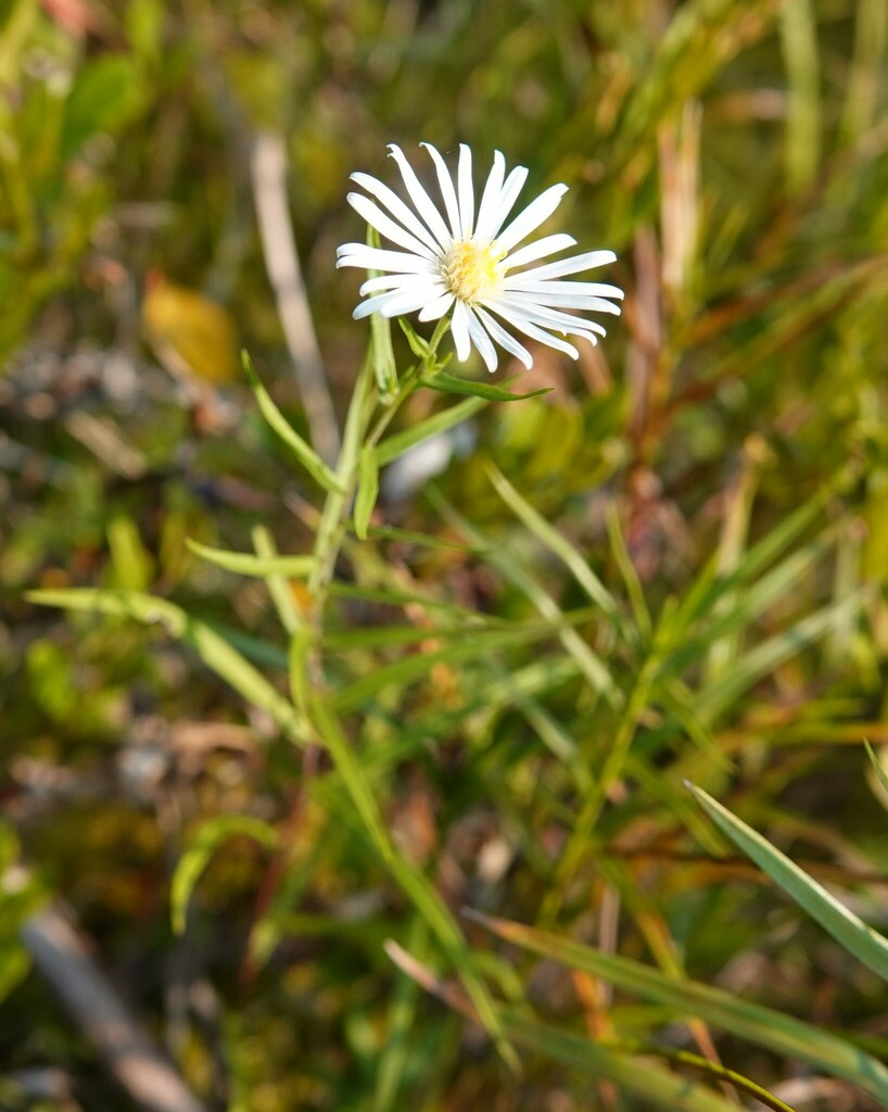 northern bog aster from Rainy River District, ON, Canada on September ...