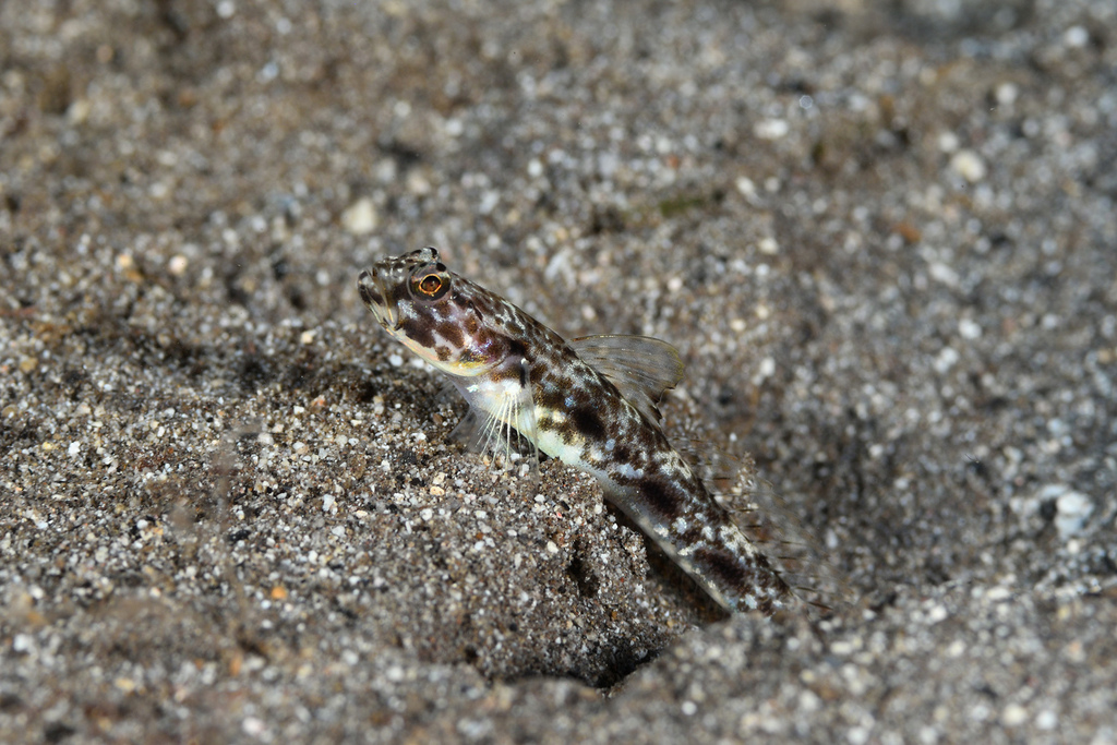 Lanceolate Shrimpgoby (Tomiyamichthys lanceolatus) - Marine Life ...