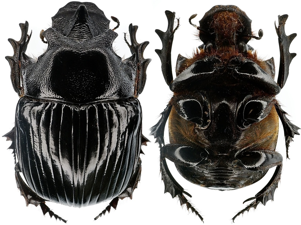 Heliocopris pirmal from Dodoma Urban, TZ on December 16, 2022 at 05:42 ...