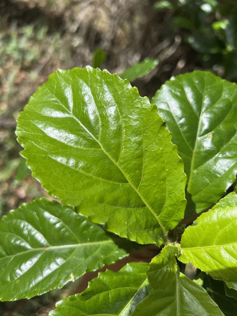 Claoxylon australe from Kincumba Mountain Reserve, Green Point, NSW, AU ...