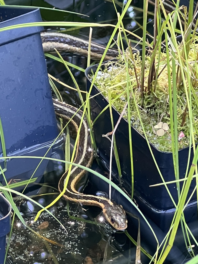 Common Garter Snake from John Ball Park, Grand Rapids, MI, US on ...
