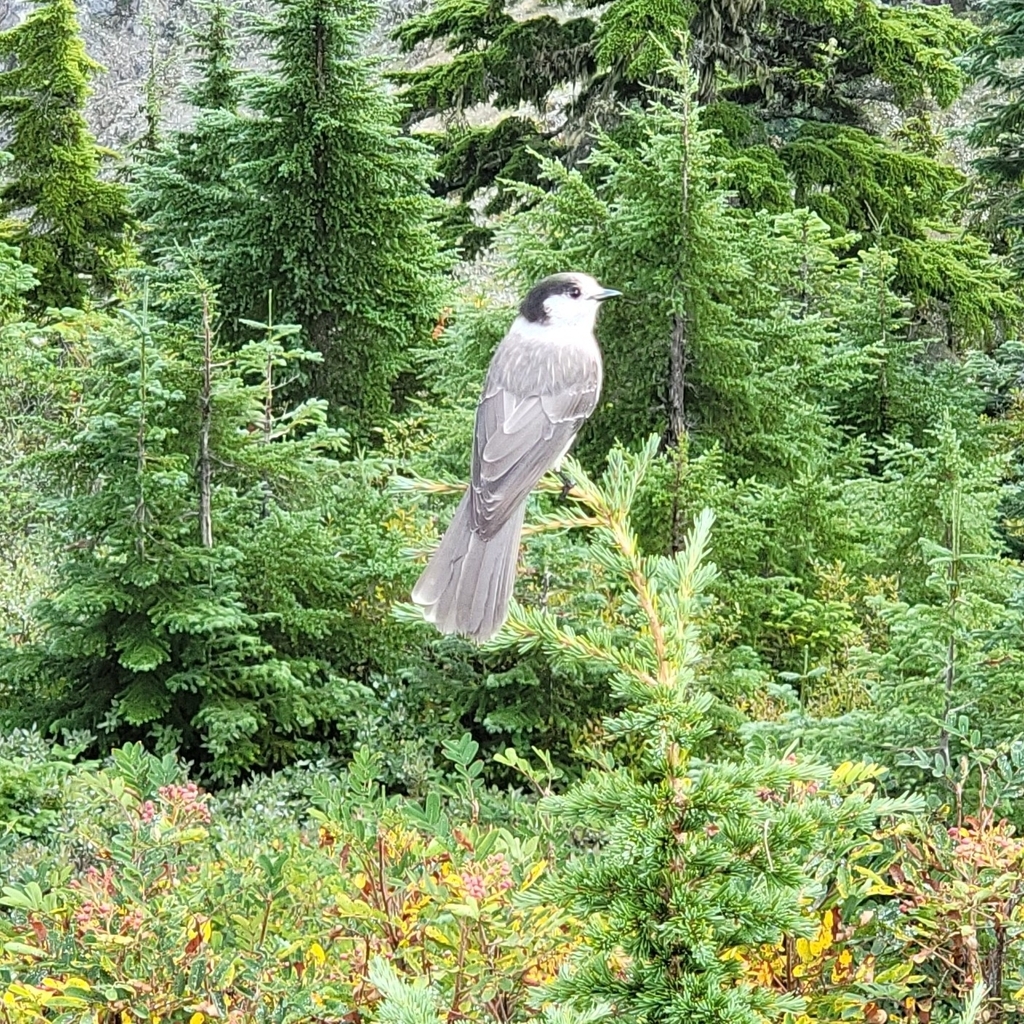 Canada Jay from Deming, WA 98244, USA on September 12, 2024 at 01:39 PM ...